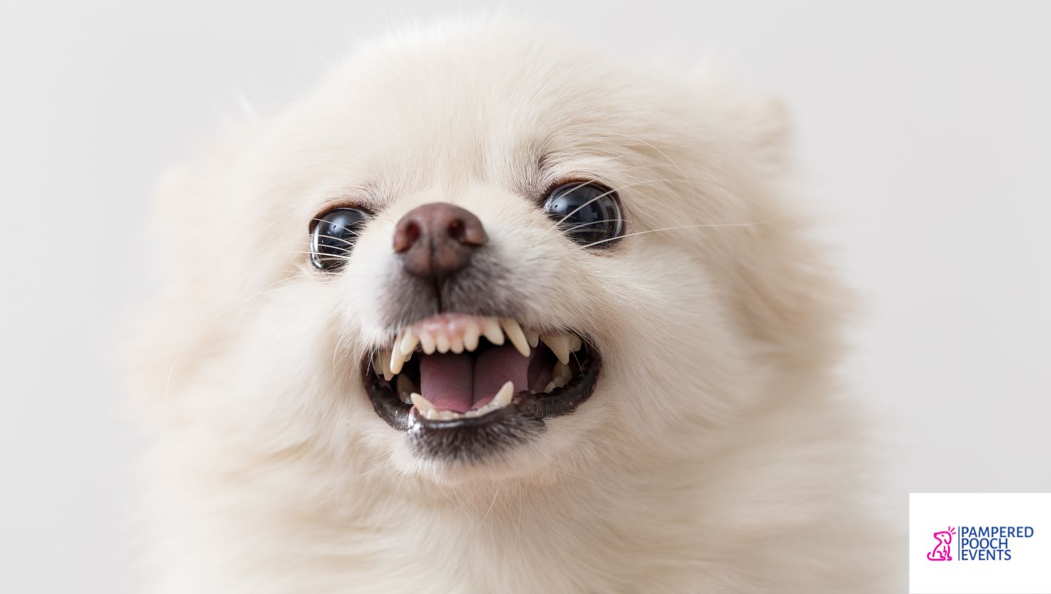 The Hidden Struggle In Dog-Friendly Communities (and How To Fix It)