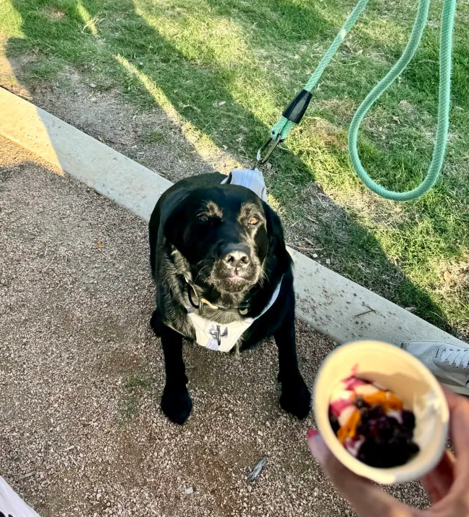 Buy Pup Cup For Dogs In North Texas Today: Pup Cup Pop Up